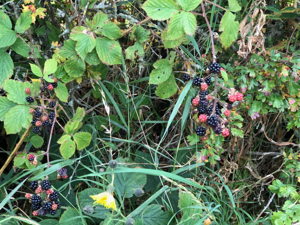 What fruit can be seen in our lives? – Forthright